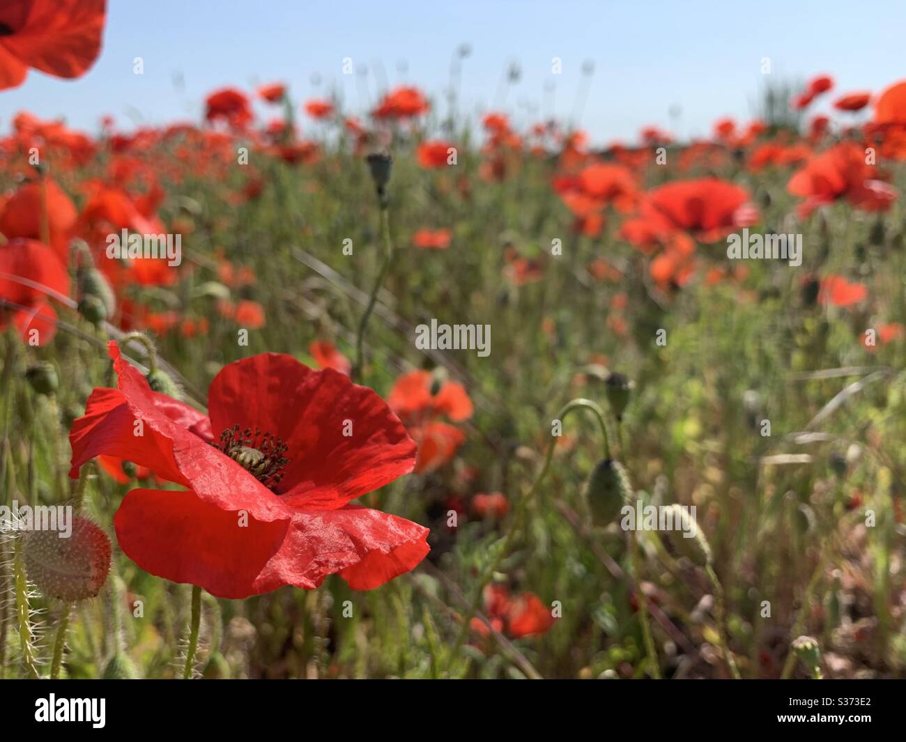 Poppy Field Uk High Resolution Stock Photography and Images - Alamy