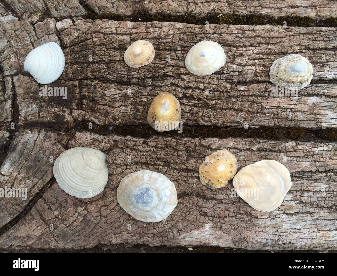 White sea shells hi-res stock photography and images - Alamy