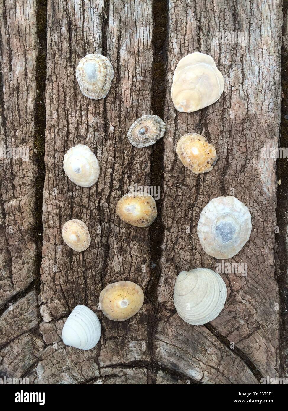 Dried shells hi-res stock photography and images - Alamy