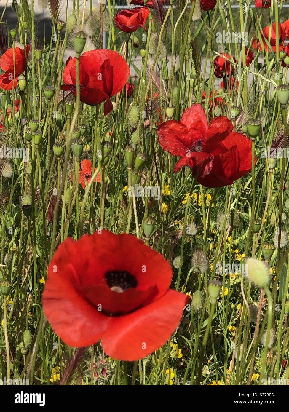 Anzac poppies hi-res stock photography and images - Alamy