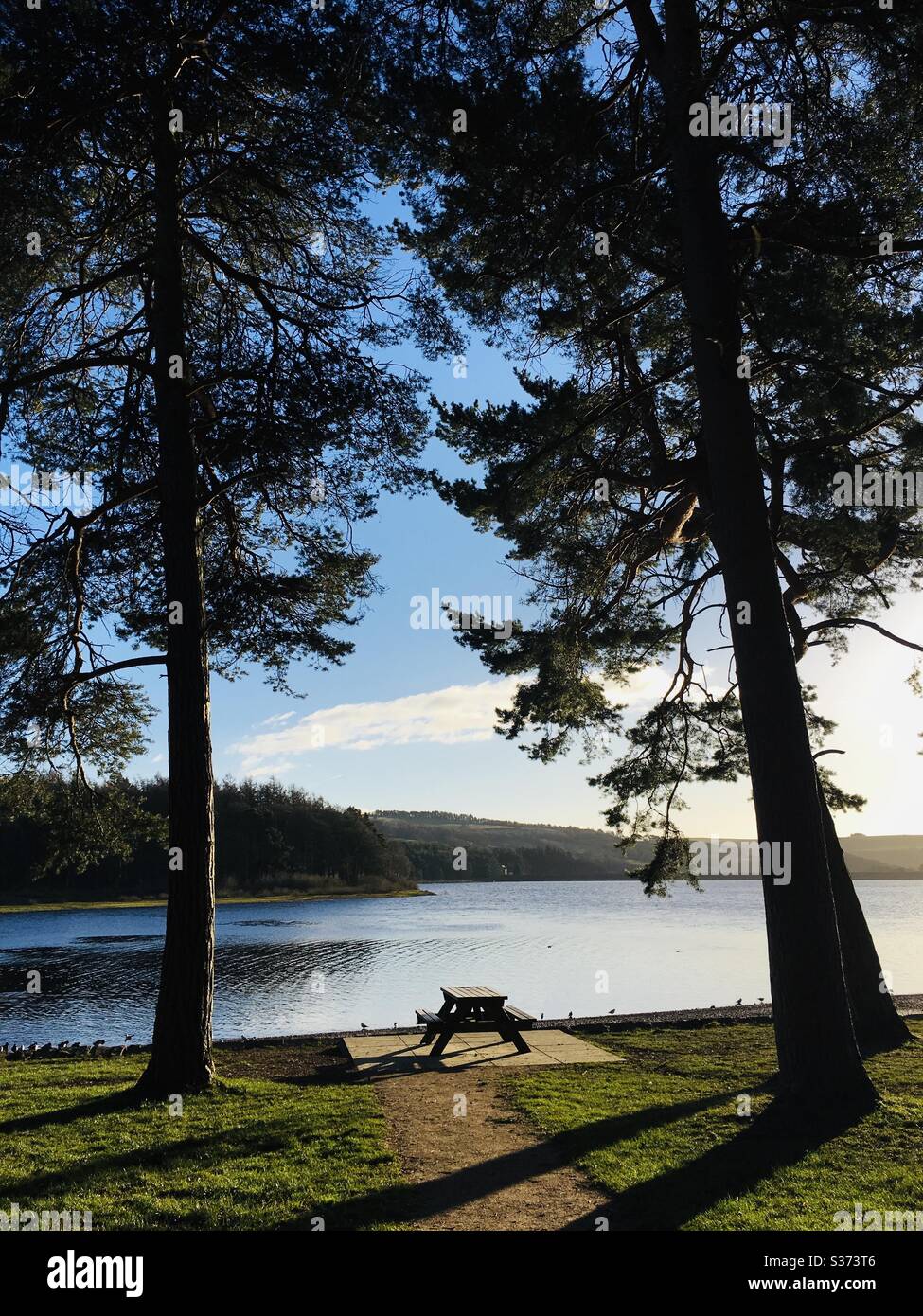 Isolated picnic bench under trees Stock Photo - Alamy