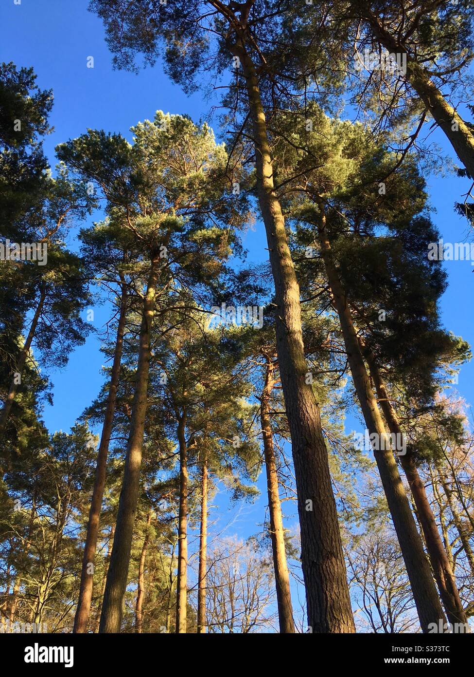 Sunlights through the tree tops Stock Photo - Alamy