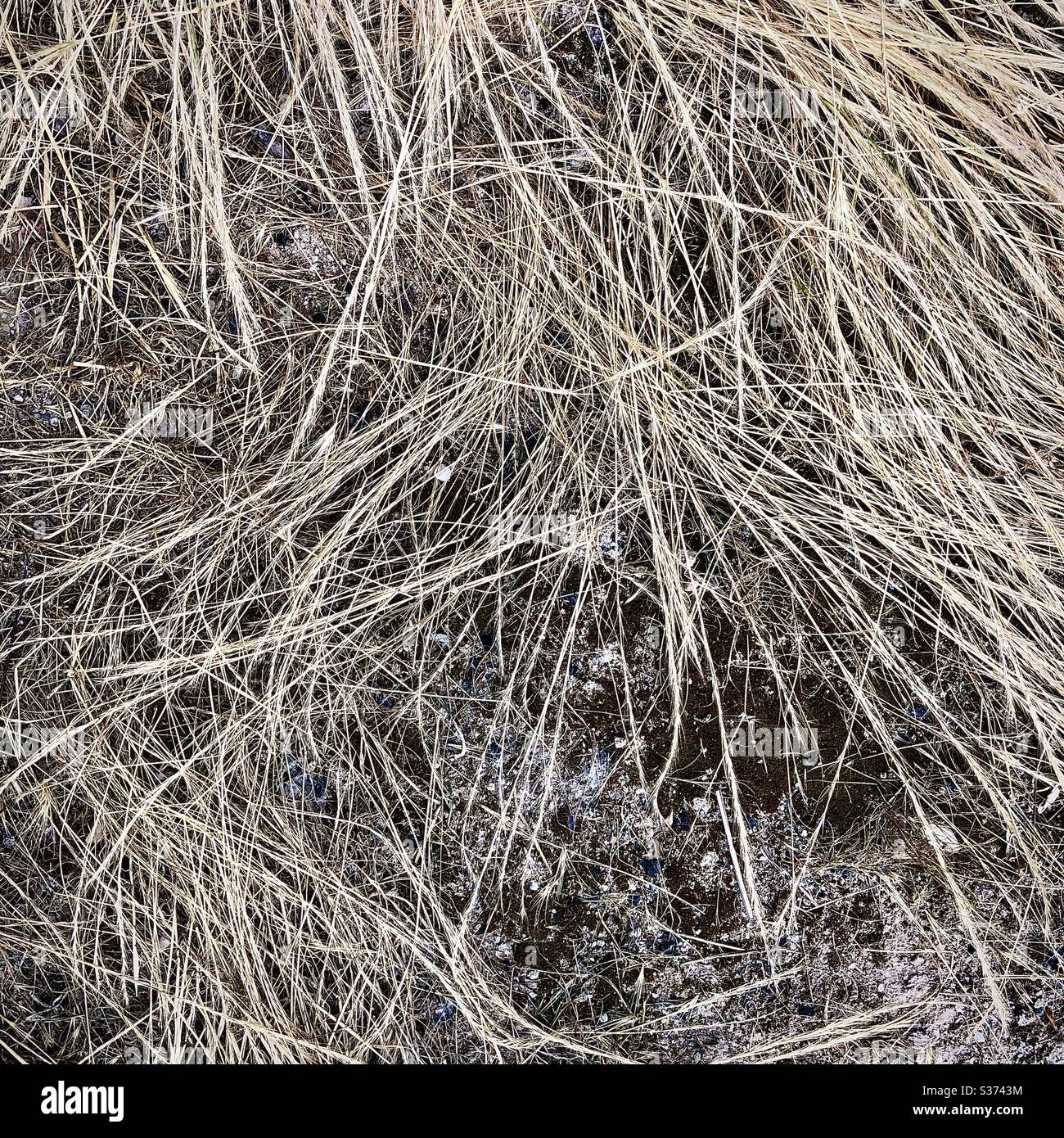 Long grass texture hi-res stock photography and images - Alamy