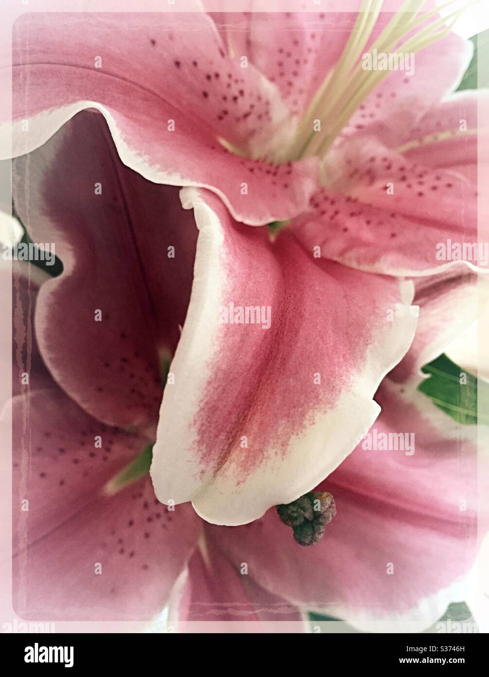 Stargazer lily bouquet hi-res stock photography and images - Alamy