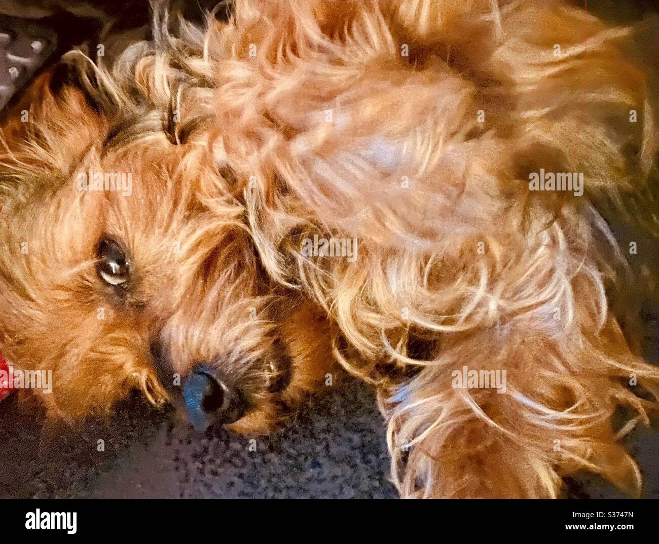 Fluffy dog hi-res stock photography and images - Alamy