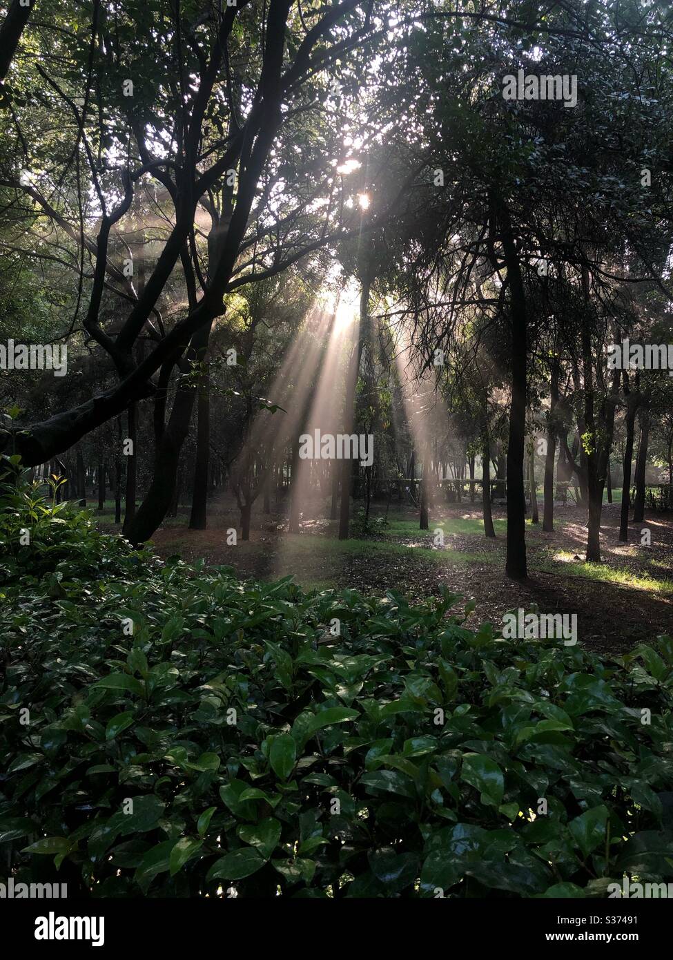 Rayos de sol rayos de sol rayos de sol hi-res stock photography and ...