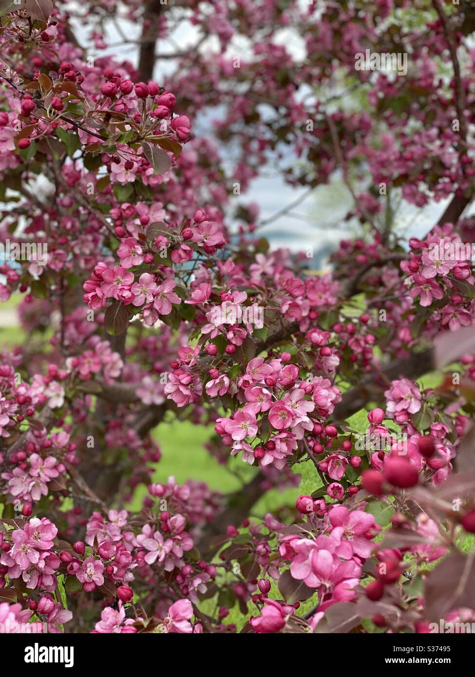 Budding Flowers High Resolution Stock Photography and Images - Alamy