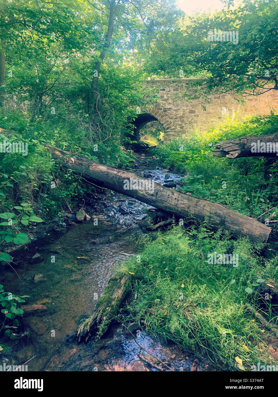 Fallen tree stream water hi-res stock photography and images - Alamy