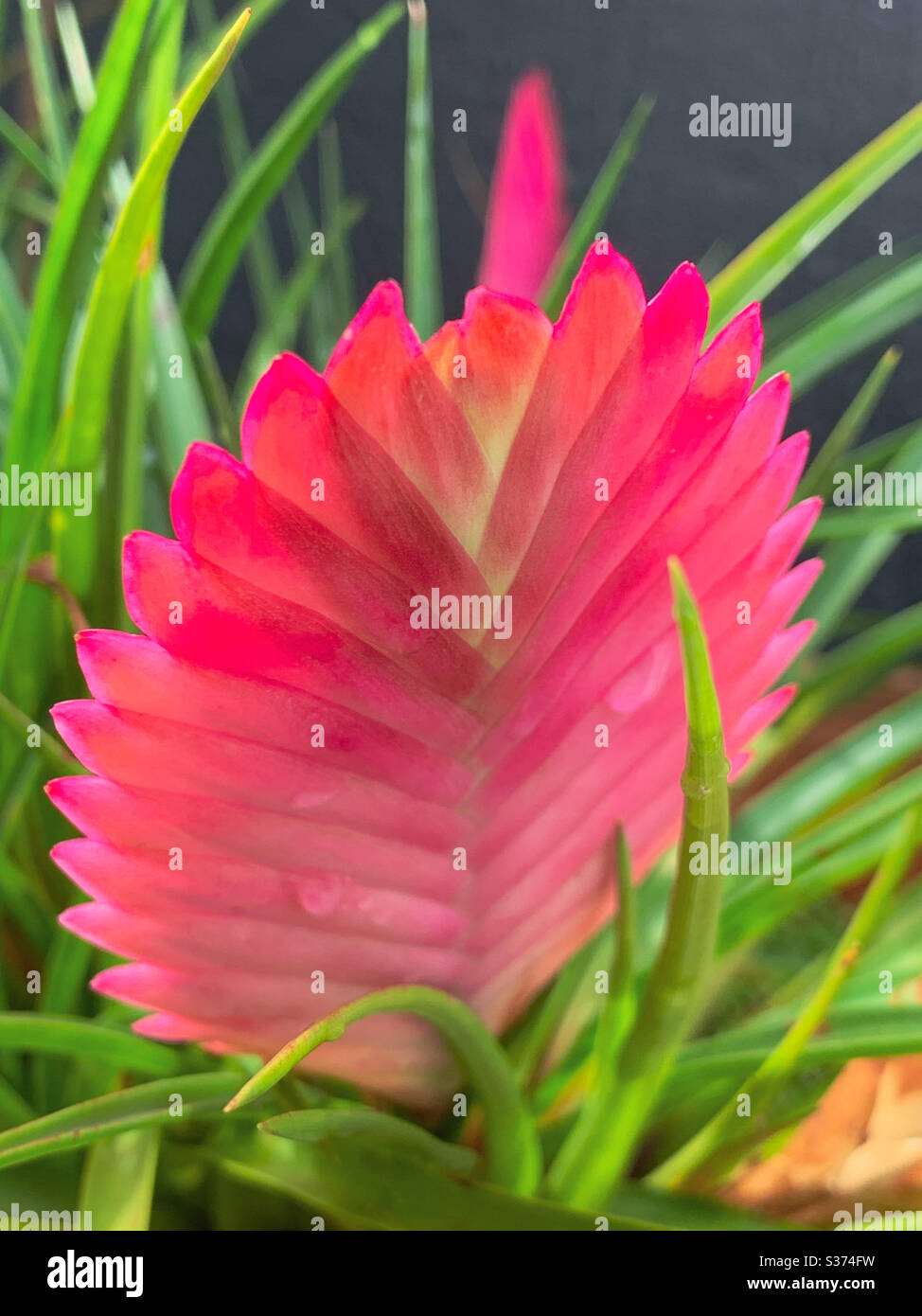 Pink quill plant flower hi-res stock photography and images - Alamy
