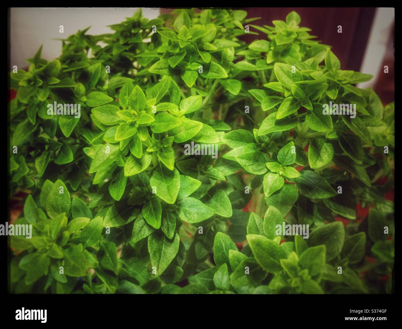 Basil herb plant hi-res stock photography and images - Alamy