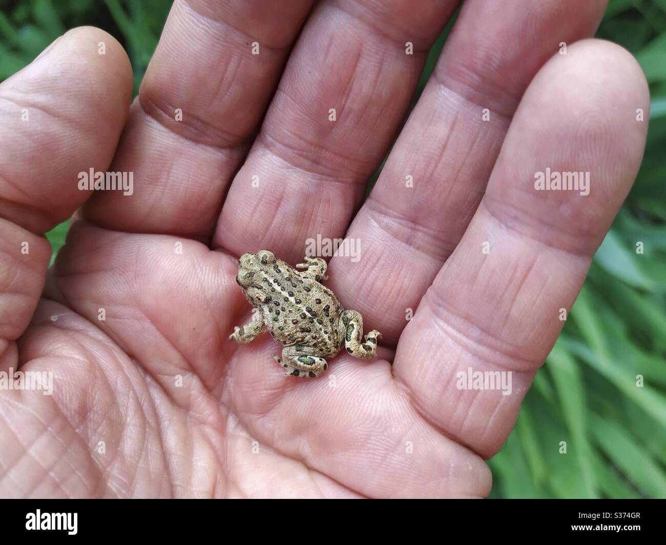 Natterjack toads hi-res stock photography and images - Alamy
