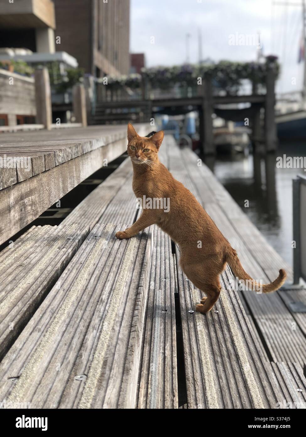 Cat on dock hi-res stock photography and images - Alamy