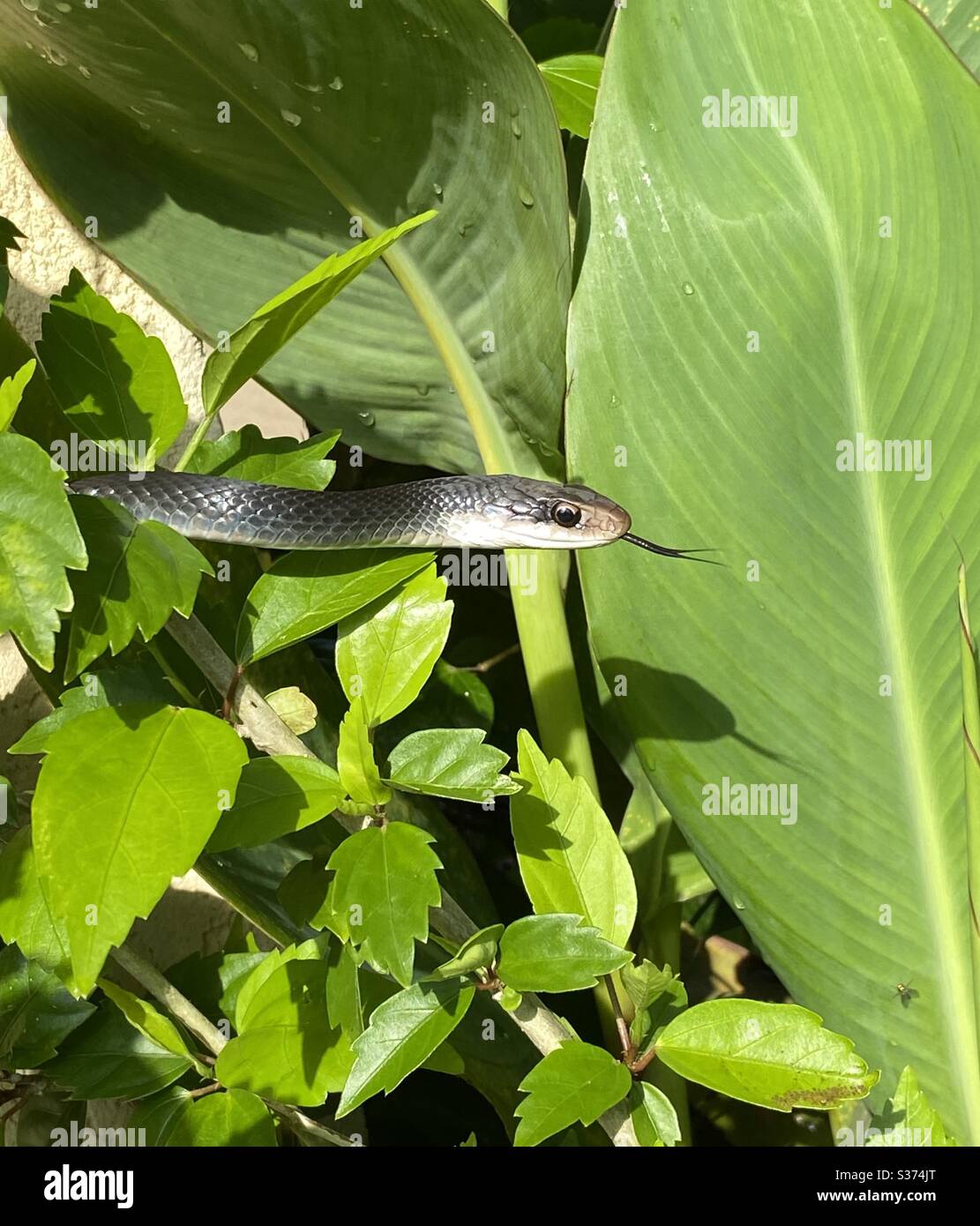 Racer snake hi-res stock photography and images - Alamy