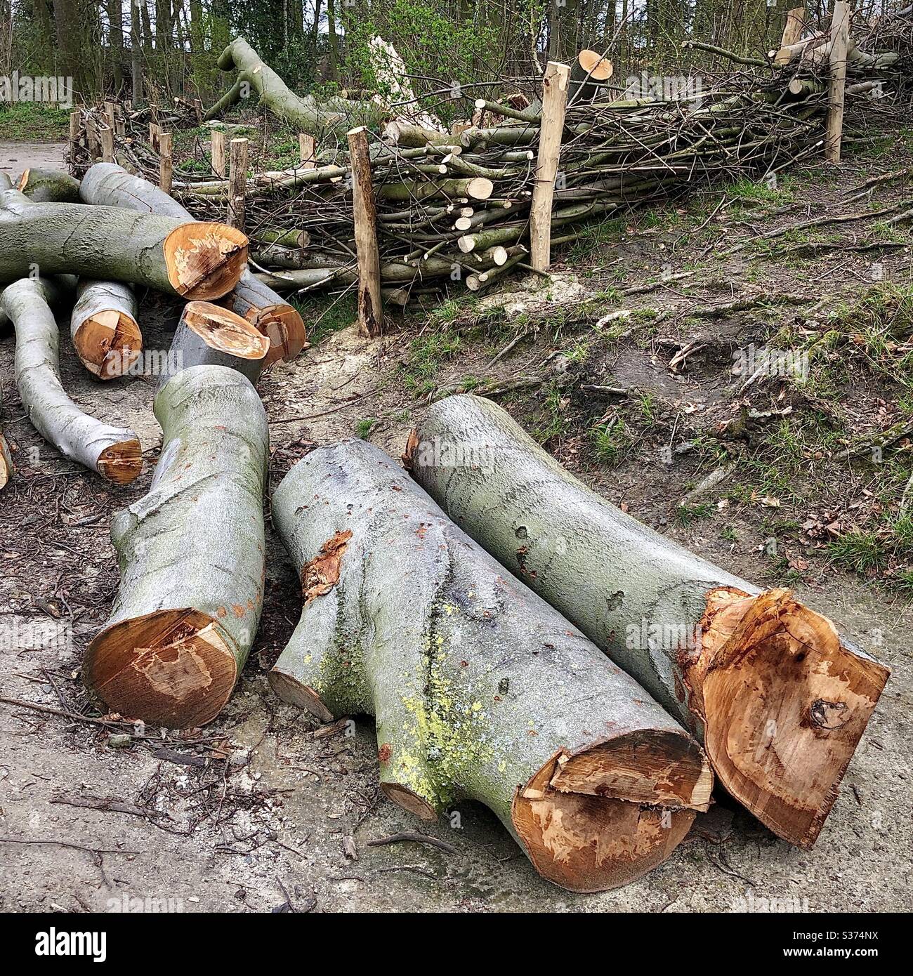 Felled tree trunks with branches and twigs used for natural fencing in ...