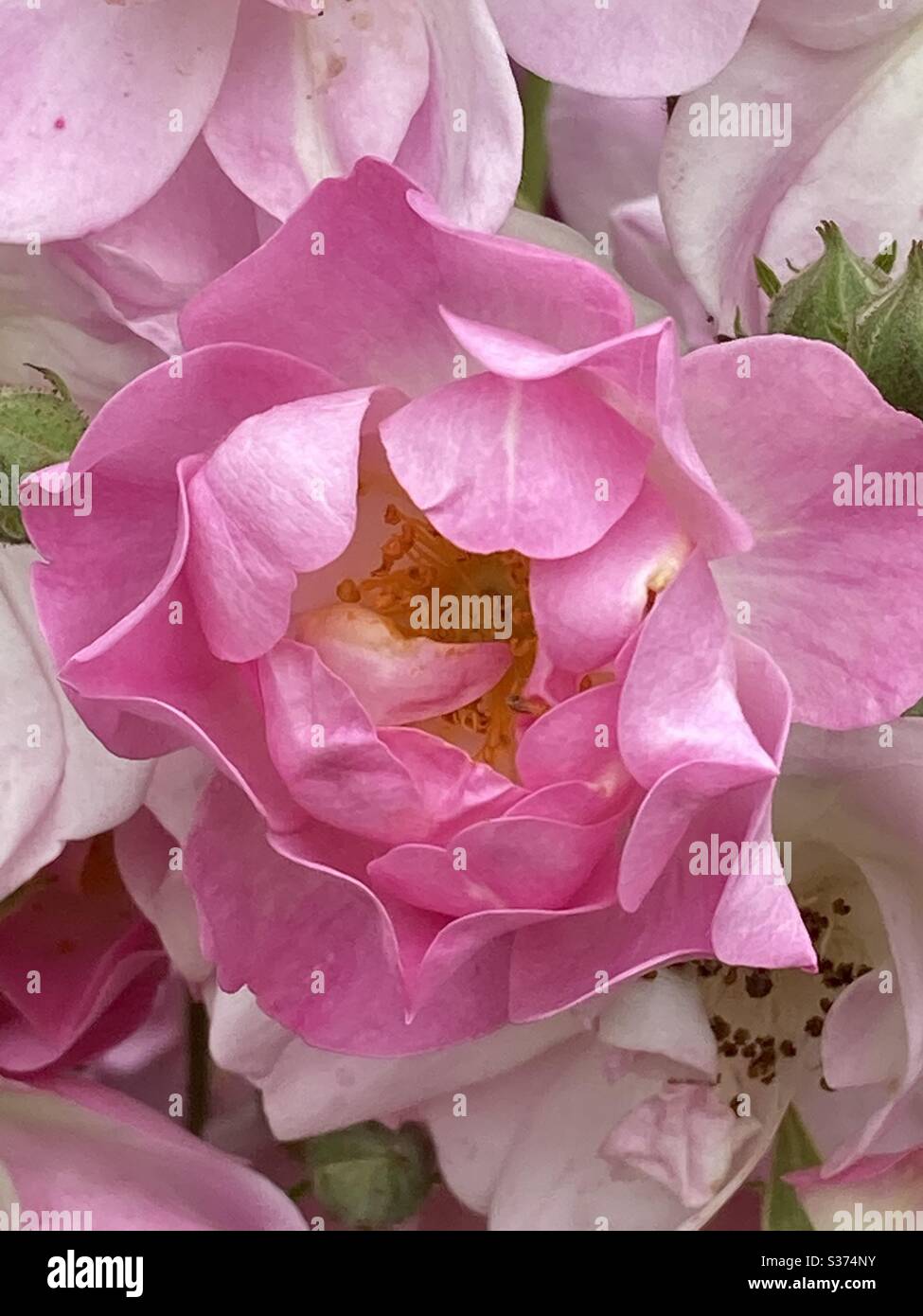 Pink climbing rose hi-res stock photography and images - Alamy