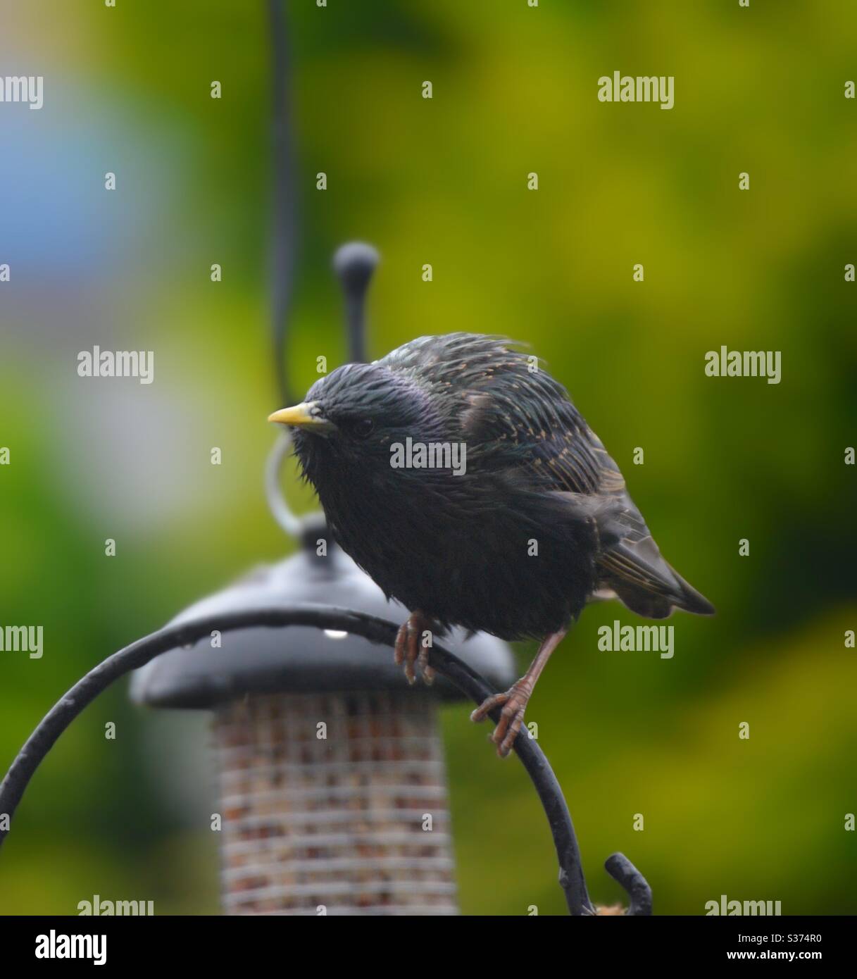 Starling photograph hi-res stock photography and images - Alamy