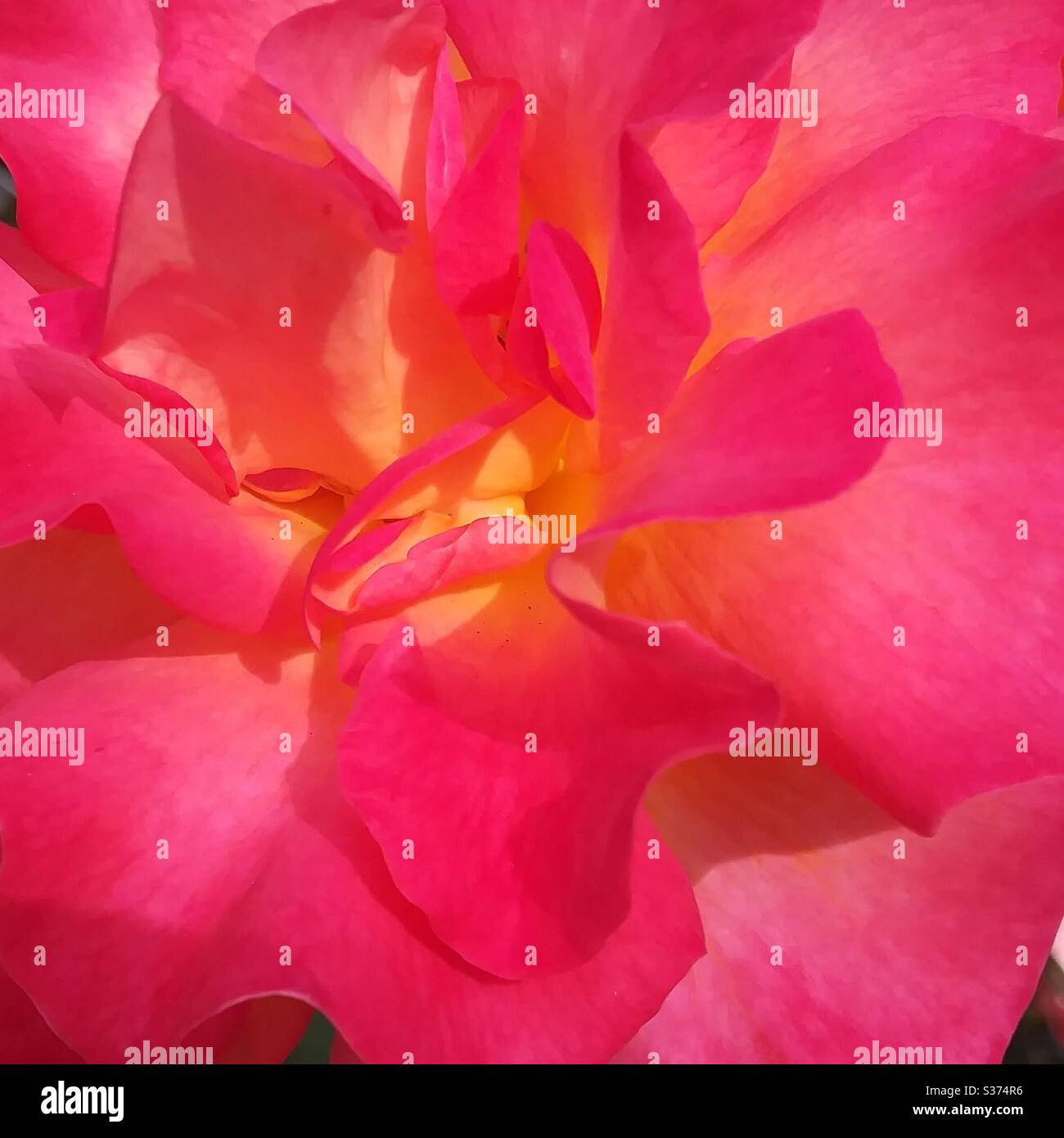 Rose example hi-res stock photography and images - Alamy