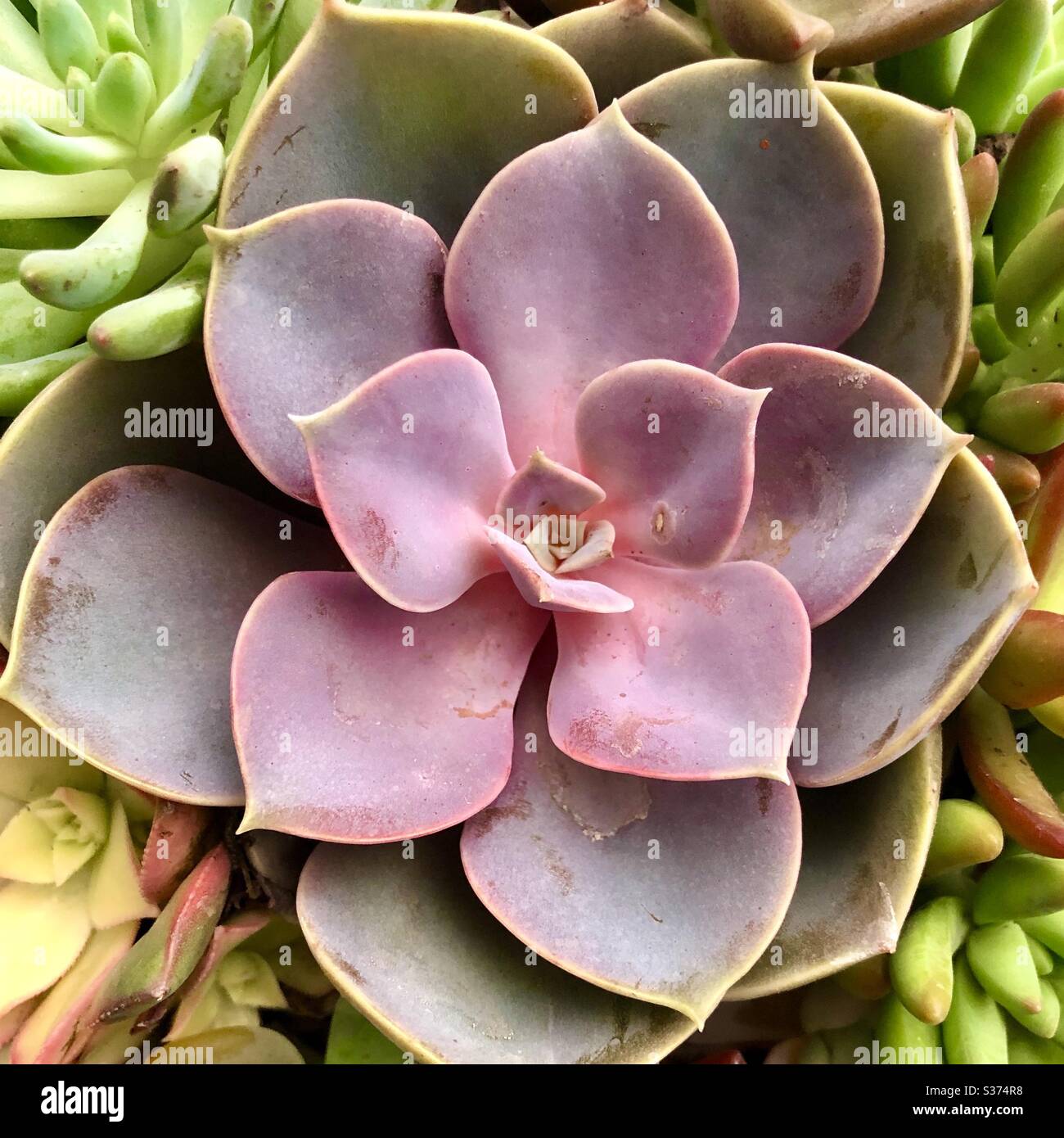 Violet cactus hi-res stock photography and images - Alamy