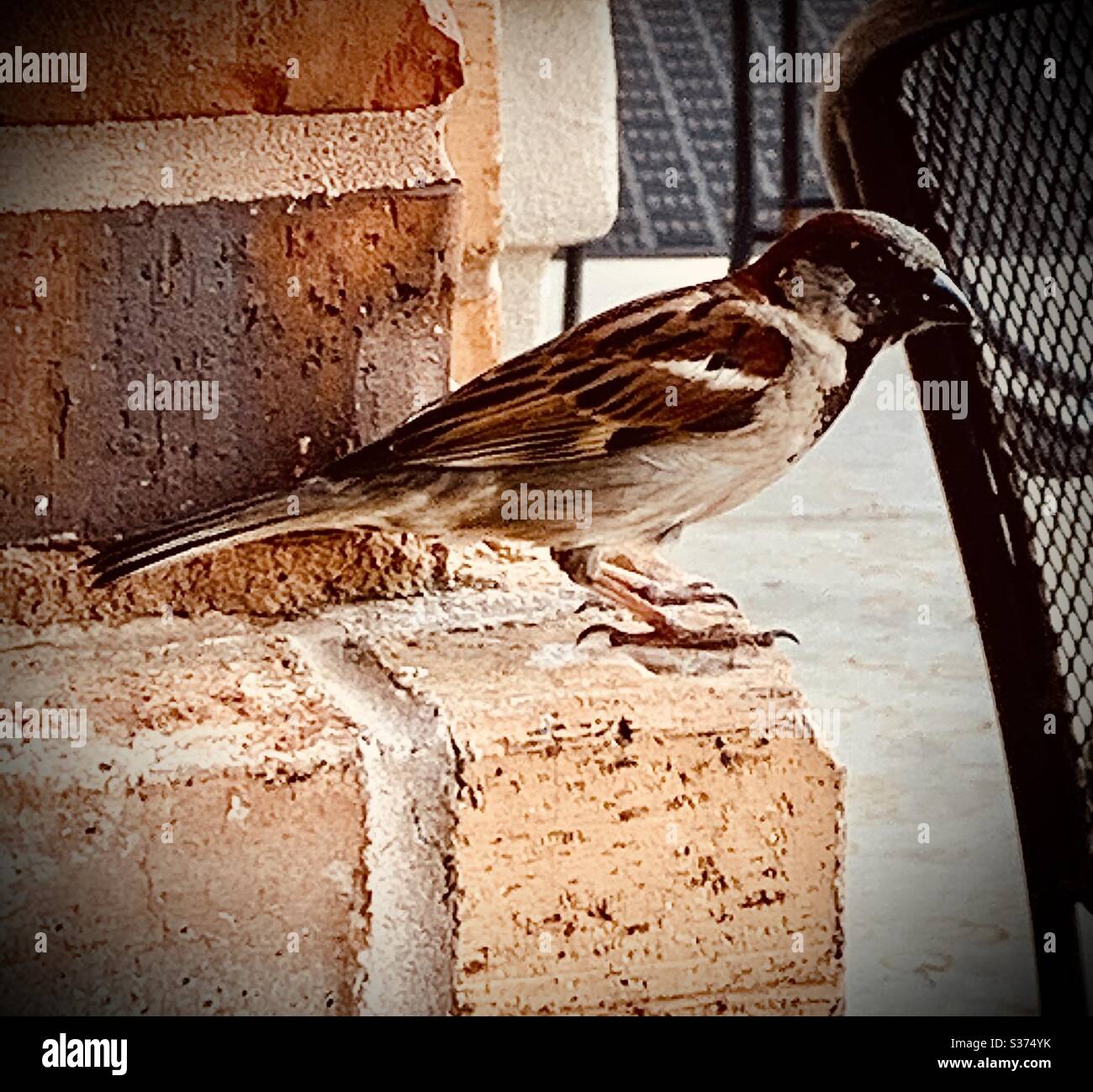 Lunch scraps hi-res stock photography and images - Alamy