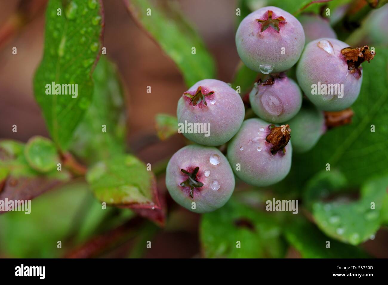 Growing A Blueberry Bush High Resolution Stock Photography and Images ...