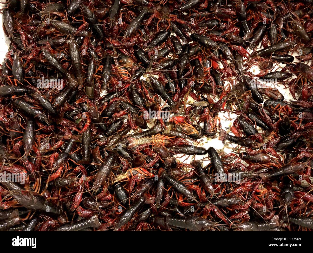 Live seafood hi-res stock photography and images - Alamy