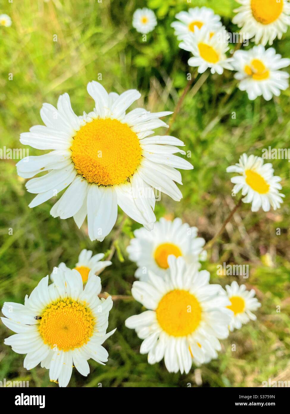 Giant daisy field hi-res stock photography and images - Alamy