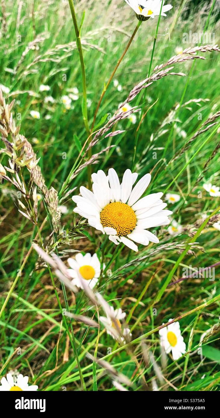 Peaceful field hi-res stock photography and images - Alamy