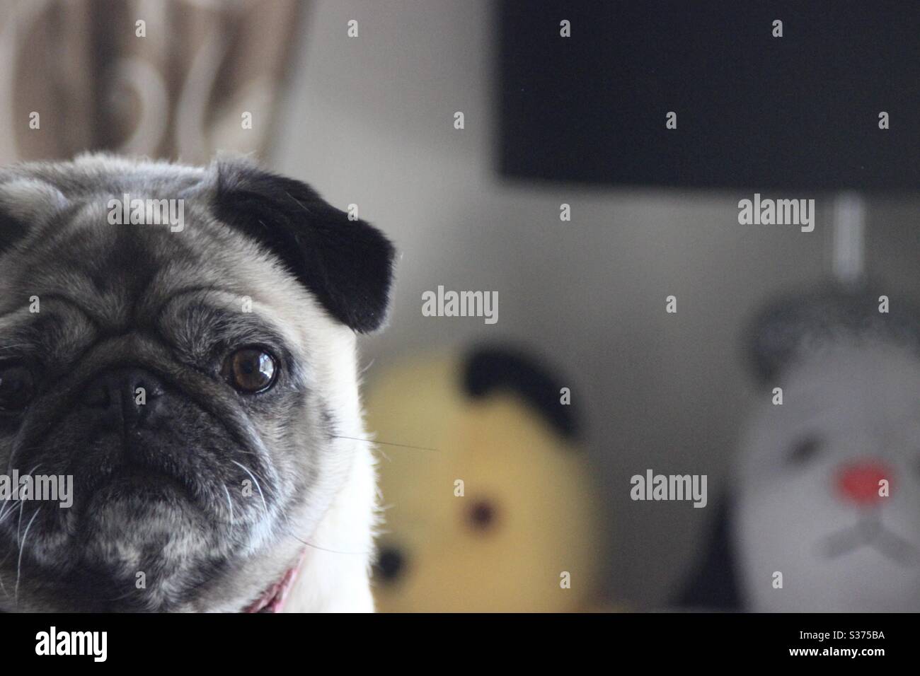 Pug nose hi-res stock photography and images - Alamy