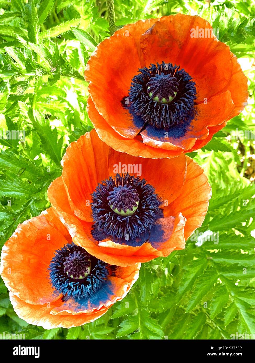 Poppies seeds hi-res stock photography and images - Alamy