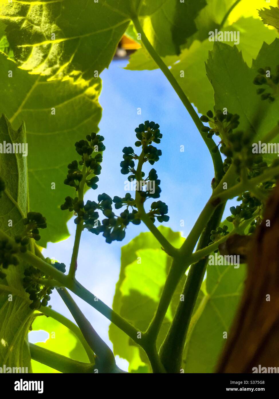 Starting flowering hi-res stock photography and images - Alamy