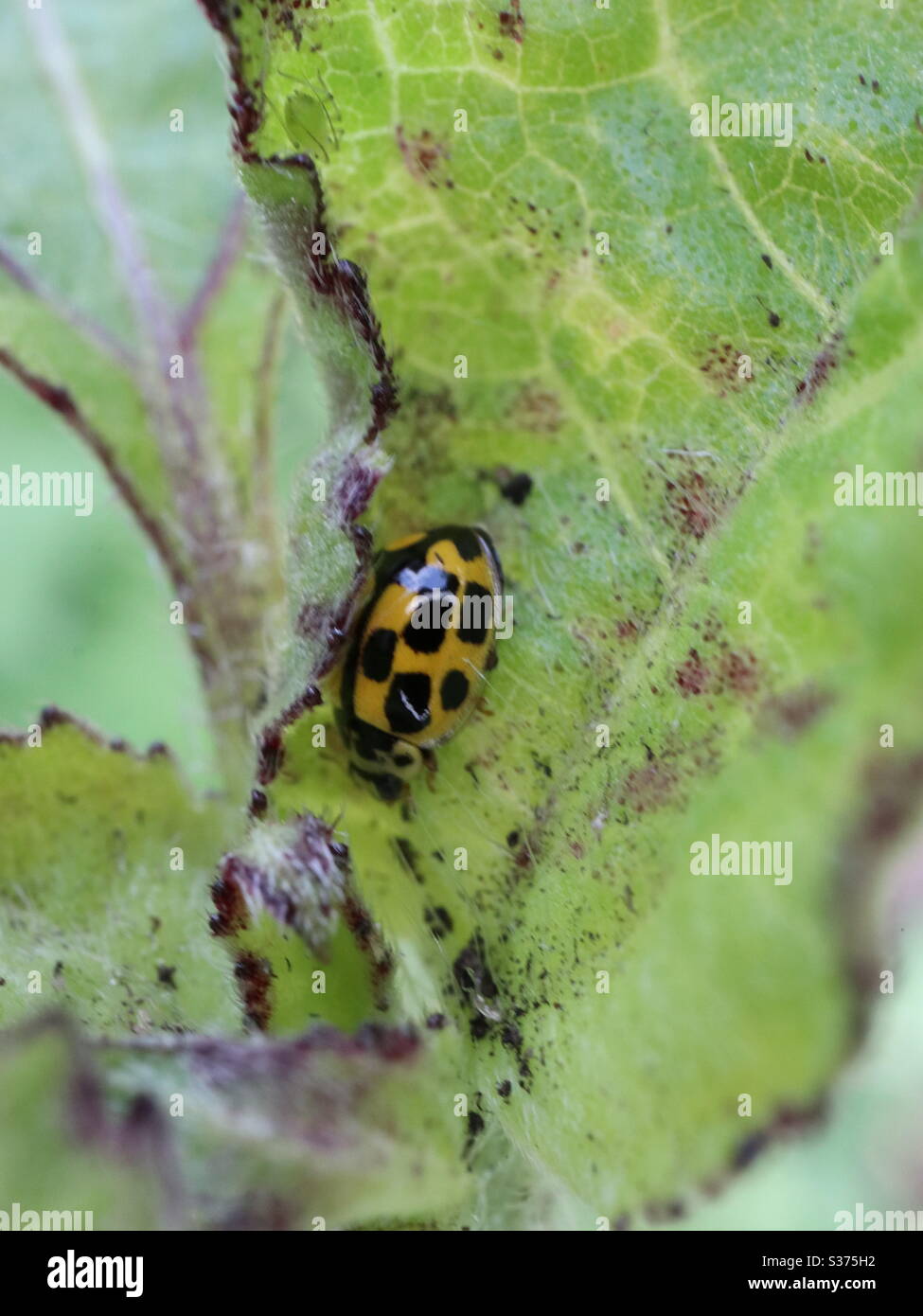14 spot Lady Bird on a Sunflower Leaf Stock Photo - Alamy