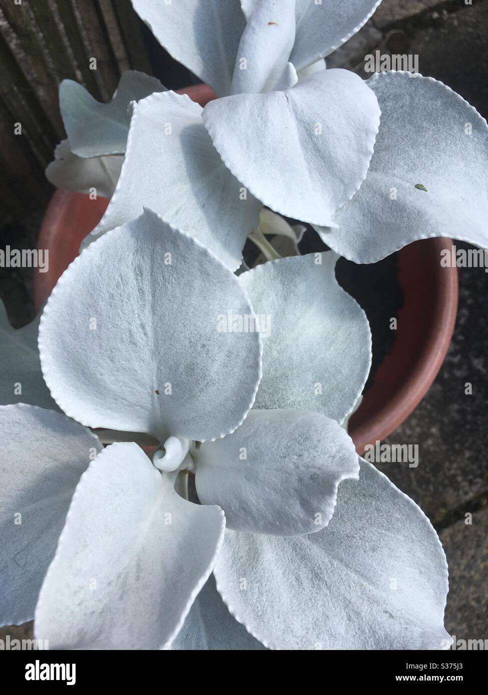 Angels wings plant hi-res stock photography and images - Alamy