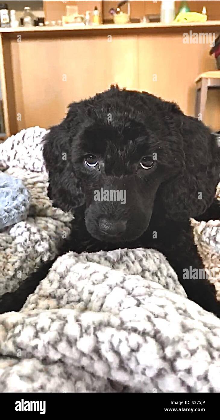 Embarrassed dog hi-res stock photography and images - Alamy