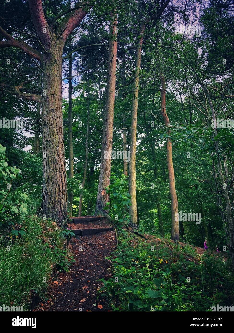 Woodland path through tall trees Stock Photo - Alamy