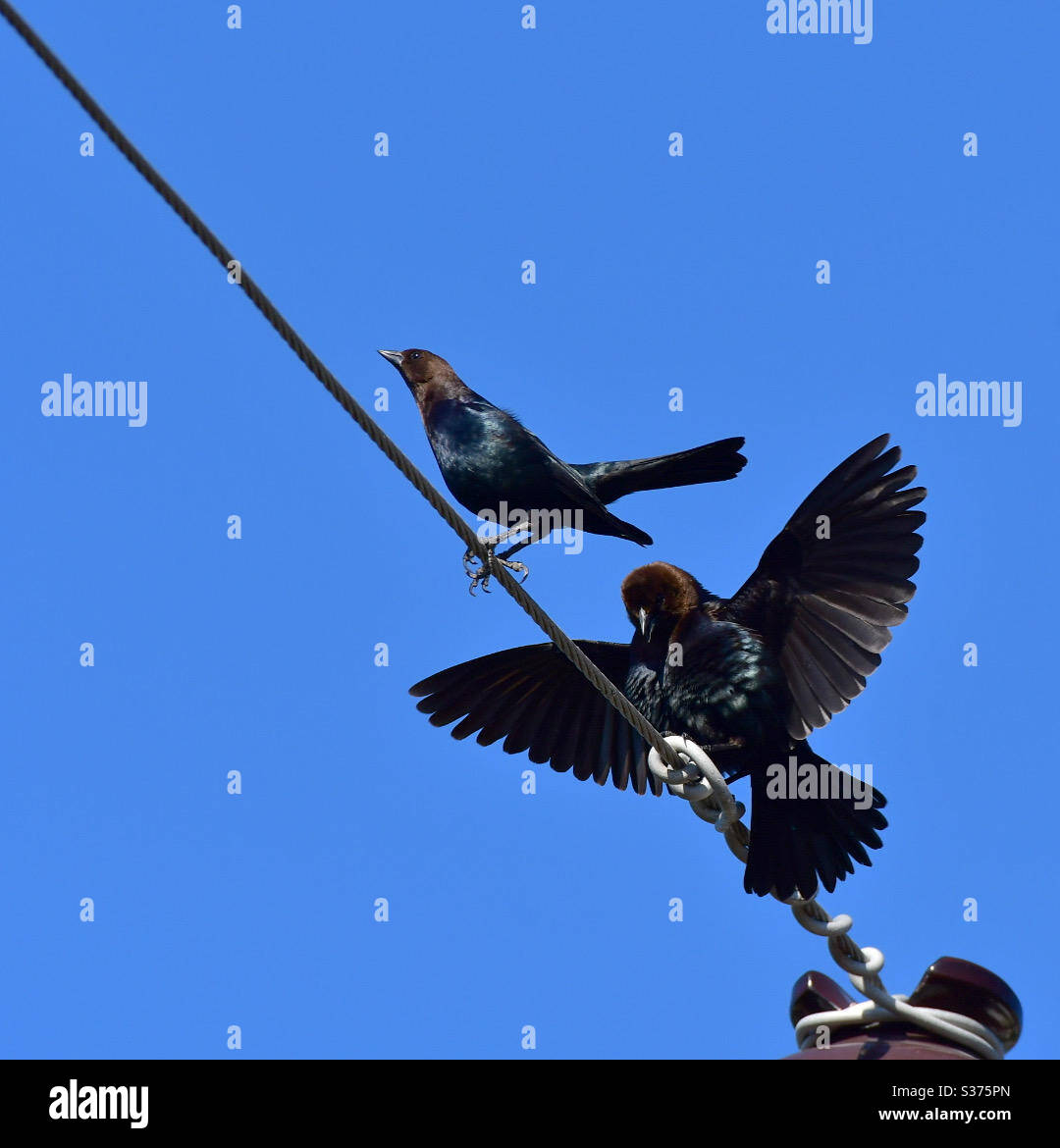 Cowbirds hi-res stock photography and images - Alamy