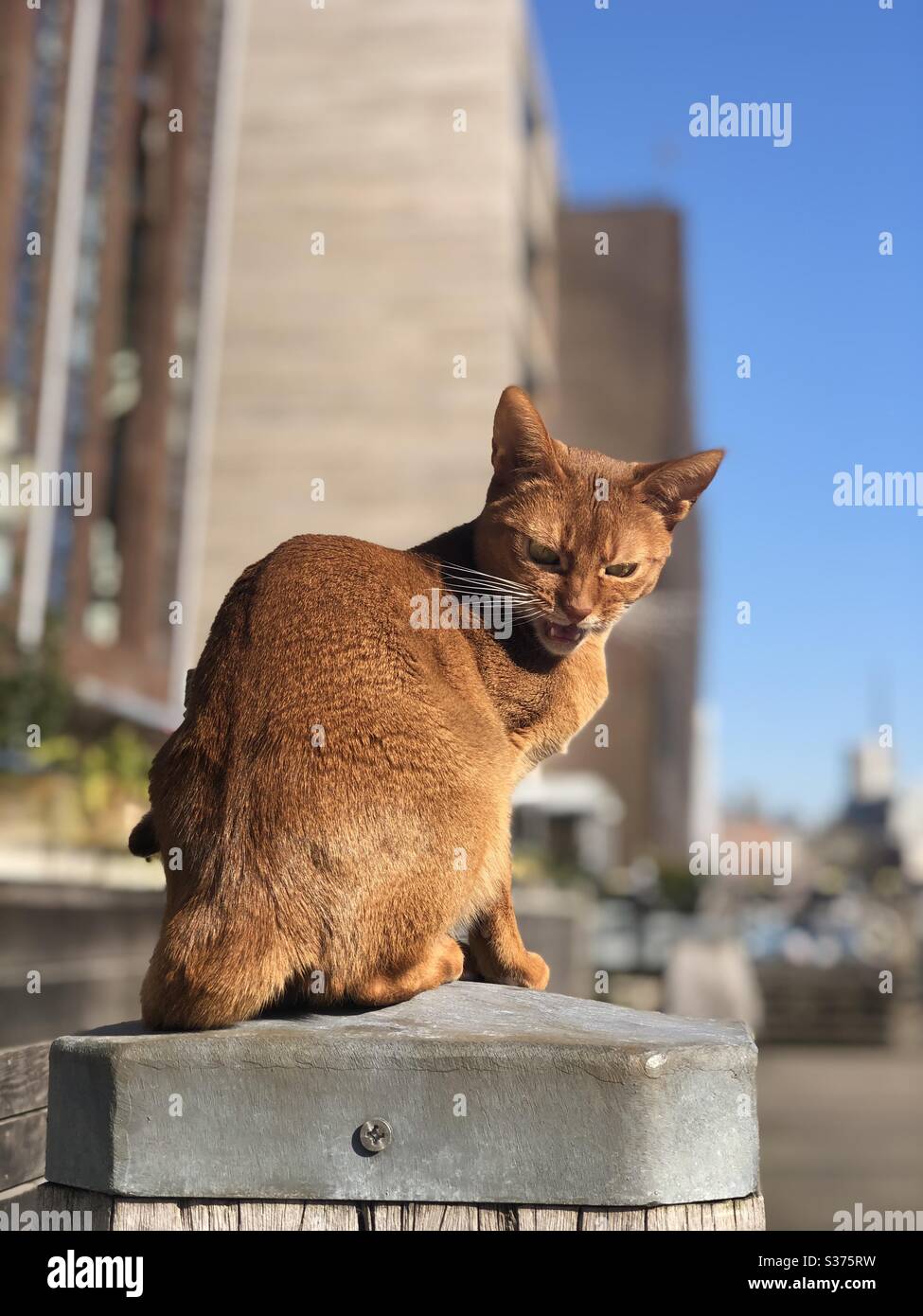 Blue Abyssinian Tabby Mix