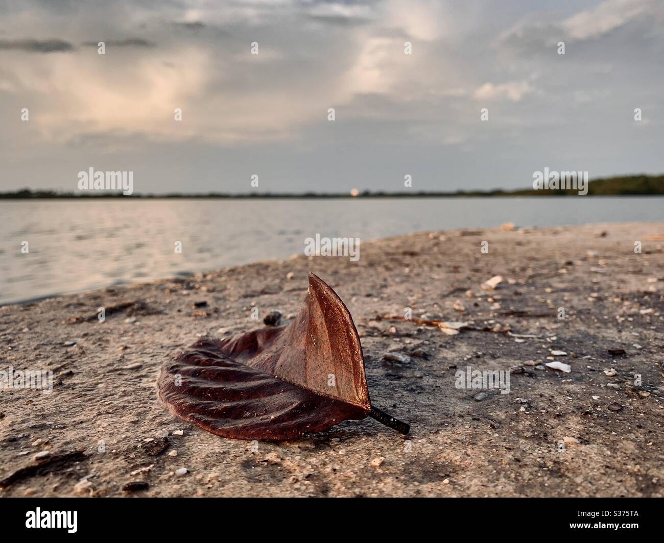 Leaf on a rook with ocean backgrounds Stock Photo - Alamy