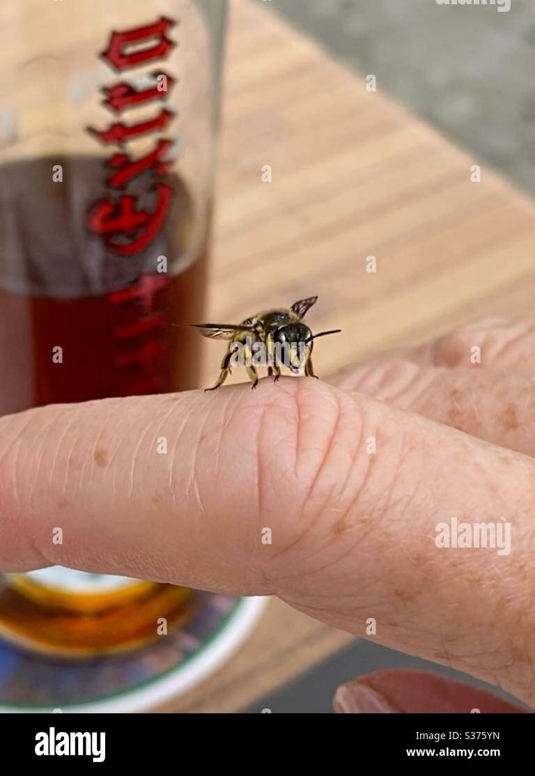 Bee and beer Stock Photo - Alamy