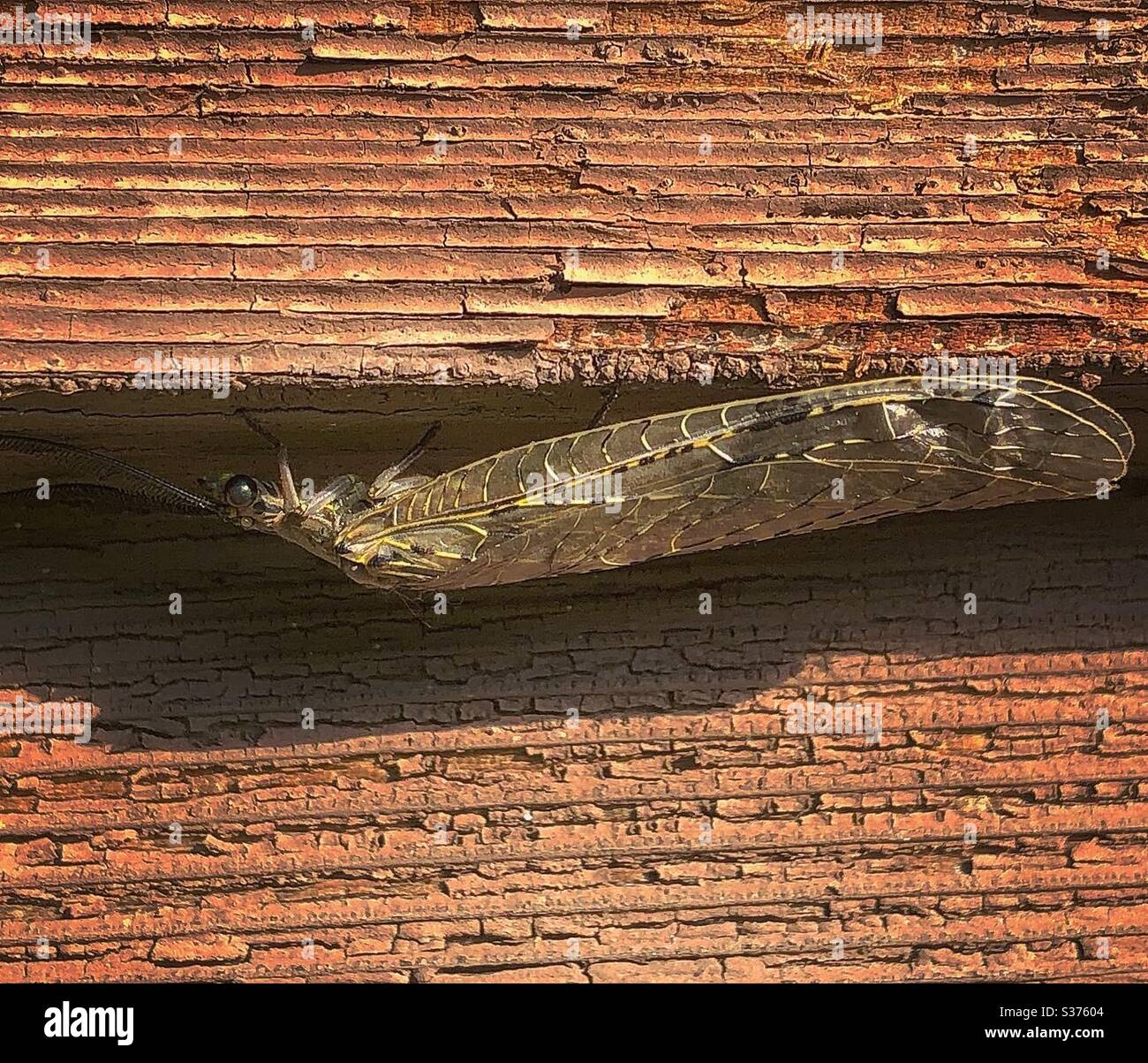 Fishfly High Resolution Stock Photography and Images - Alamy