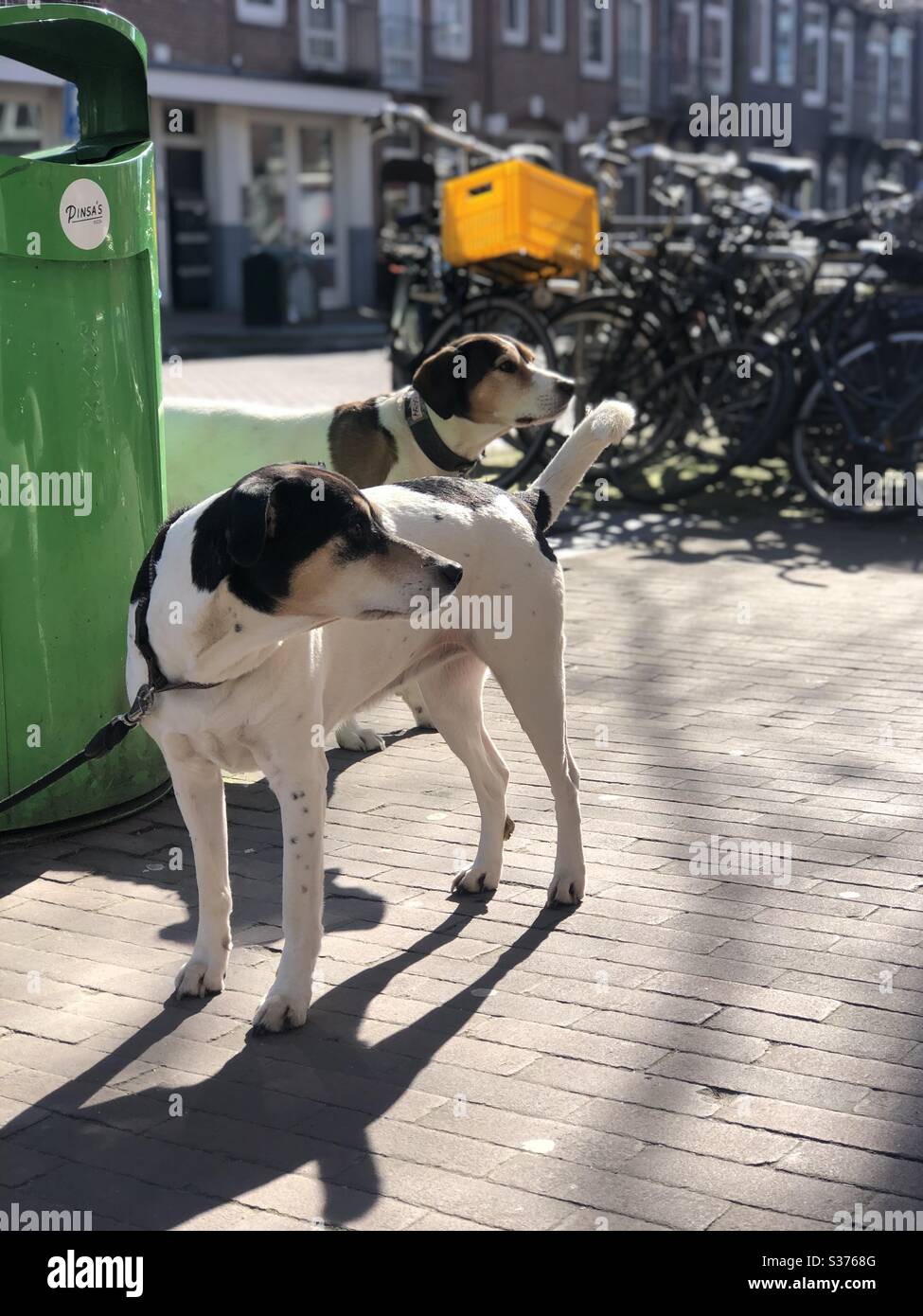 Two Dogs Tied Together High Resolution Stock Photography and Images - Alamy