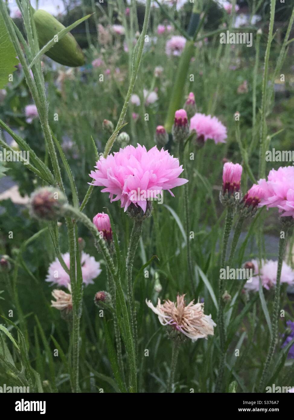 Corn flowers hi-res stock photography and images - Alamy