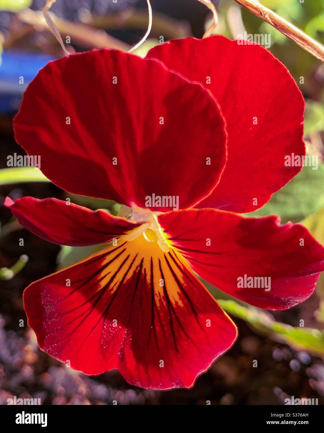 Brilliant yellow pansies hi-res stock photography and images - Alamy
