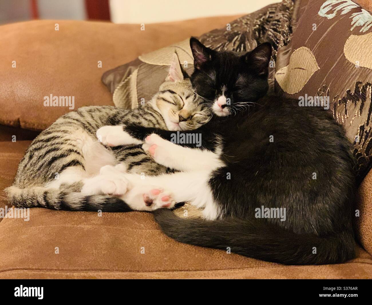 Cuddling Kittens High Resolution Stock Photography and Images - Alamy