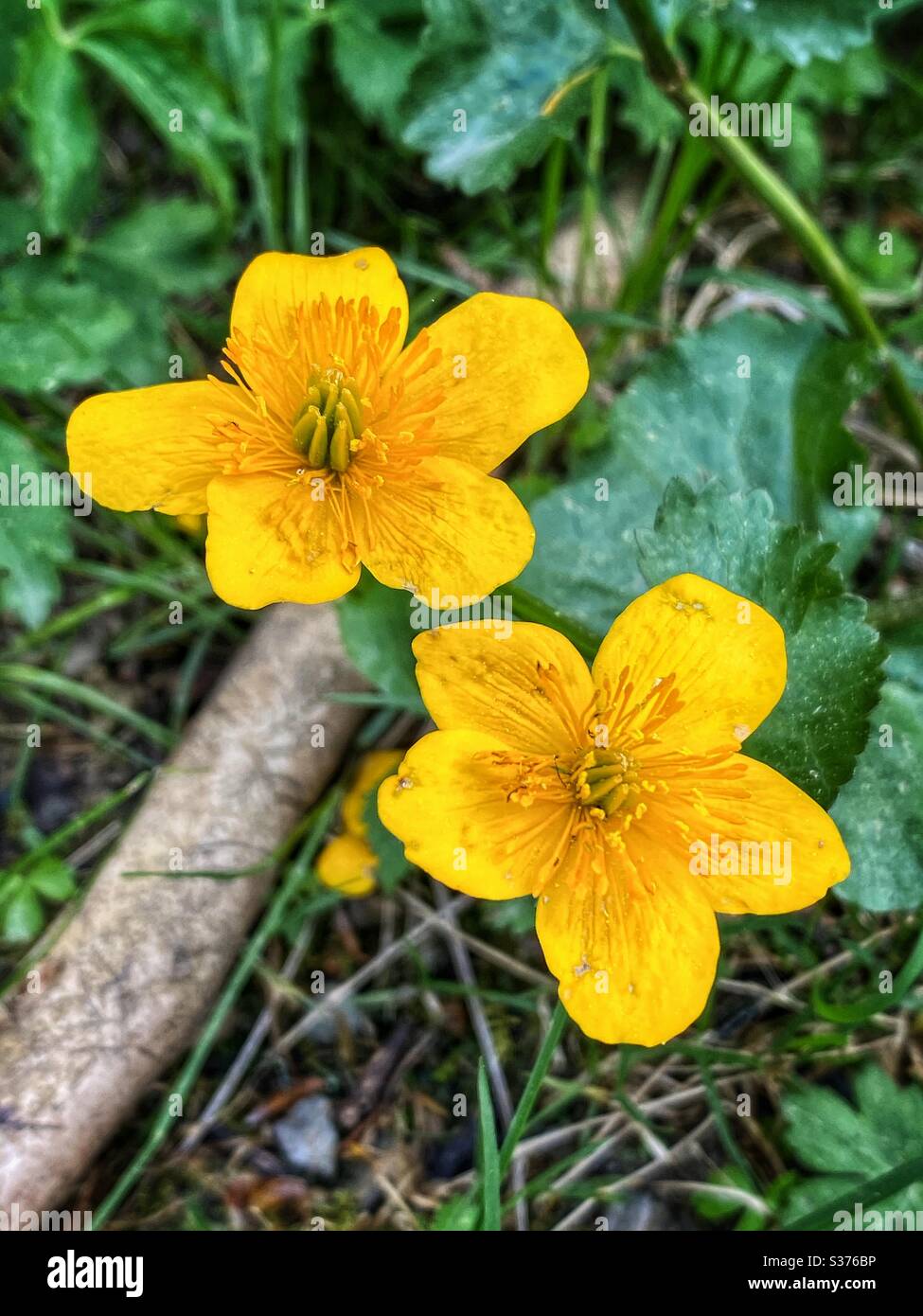 Yellow alpine flowers near lake Spitzingsee in Bavaria Stock Photo - Alamy