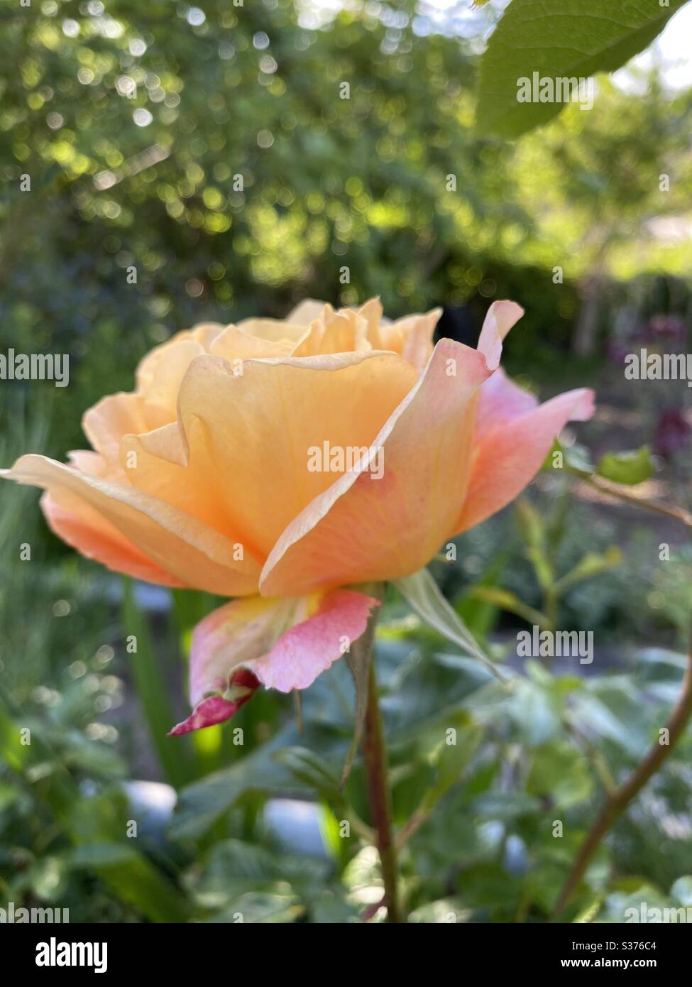 Peach color rose hi-res stock photography and images - Alamy