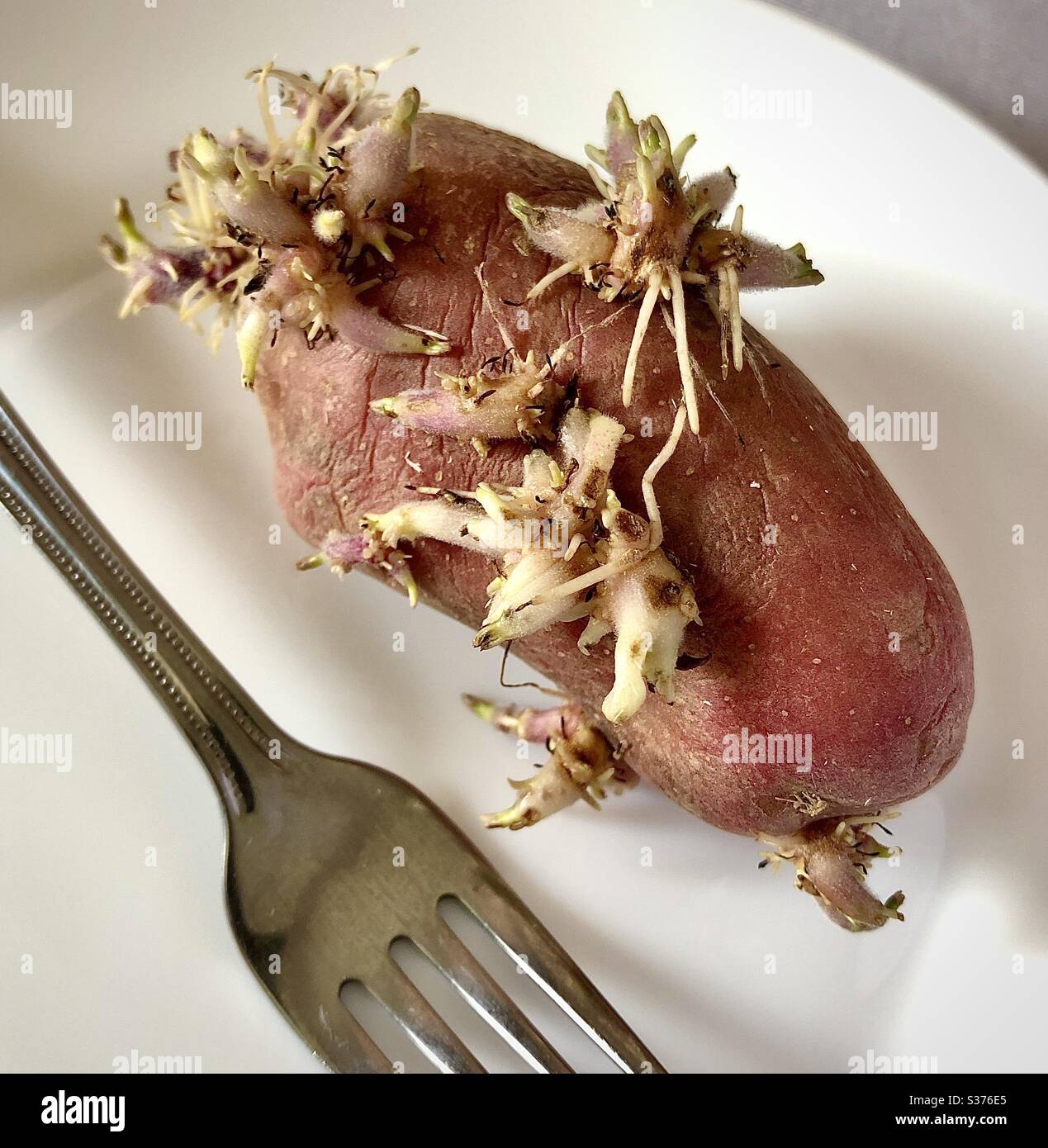 Potato eyes sprouting hi-res stock photography and images - Alamy