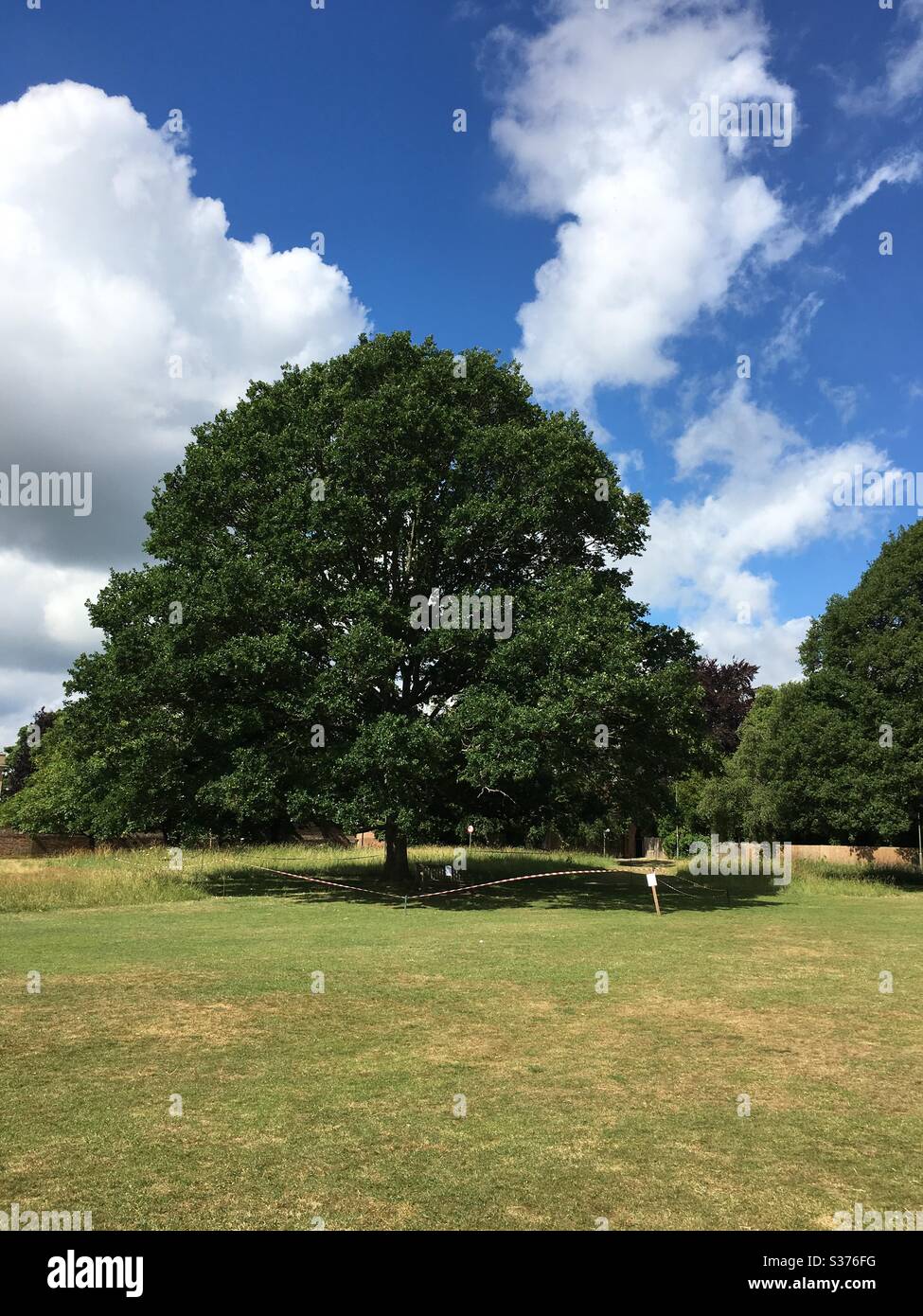 Cordoned off bench and oak tree Stock Photo - Alamy