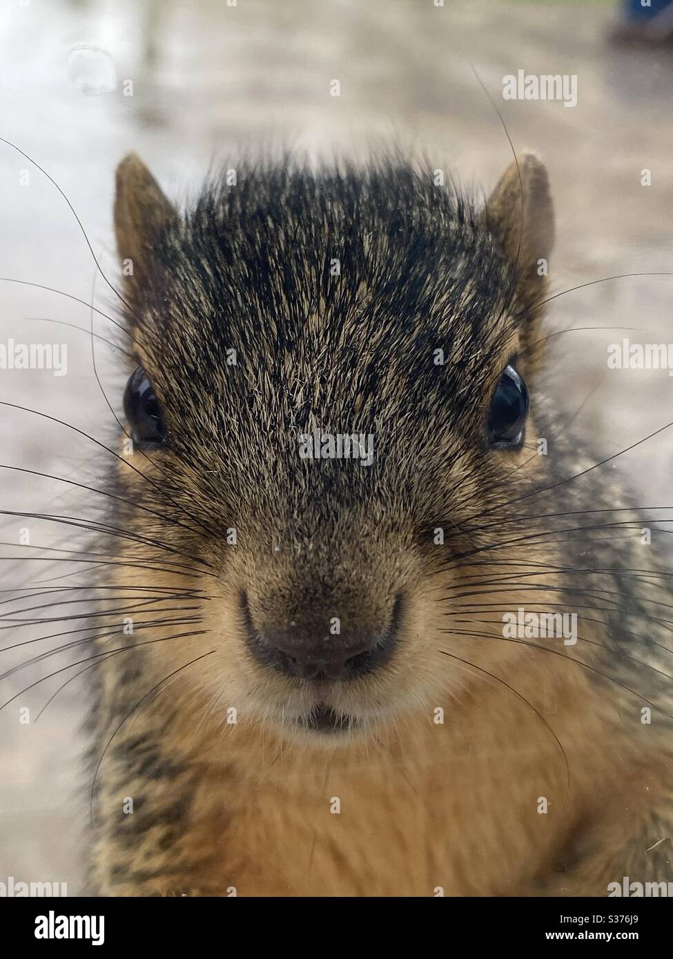 Squirrel face hi-res stock photography and images - Alamy