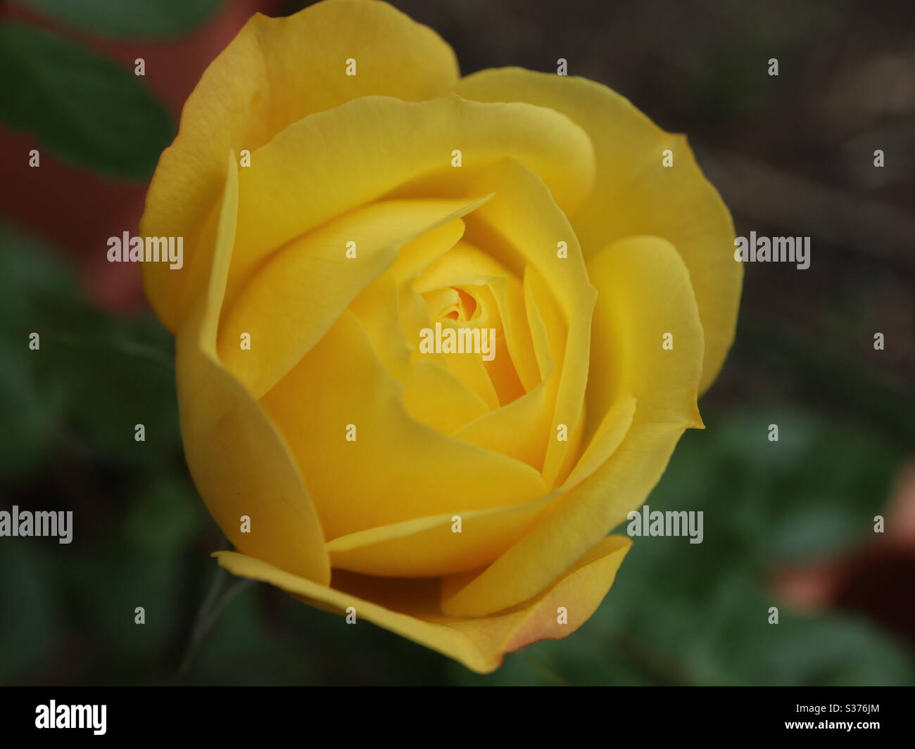 Floribundas hi-res stock photography and images - Alamy
