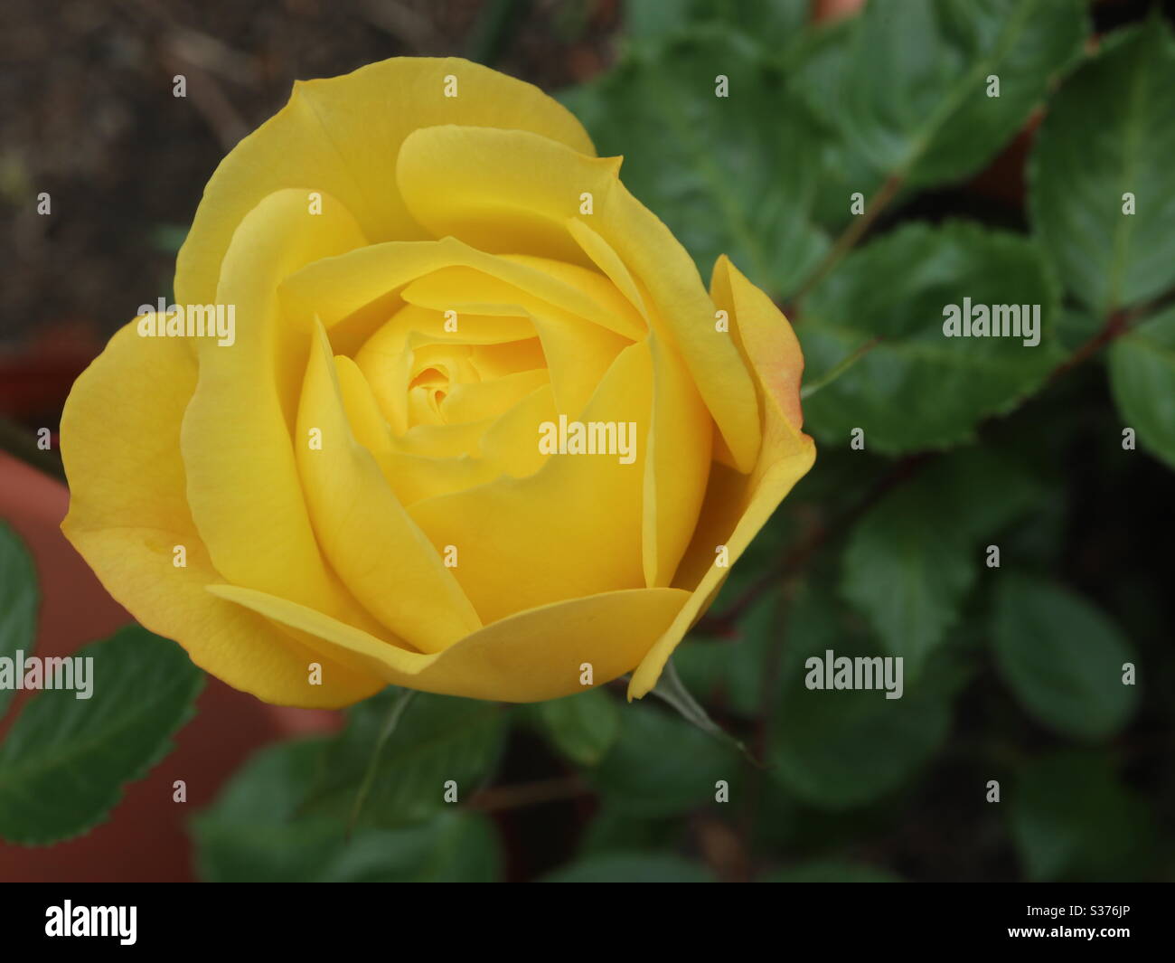 Yellow Floribundas Rose Stock Photo - Alamy